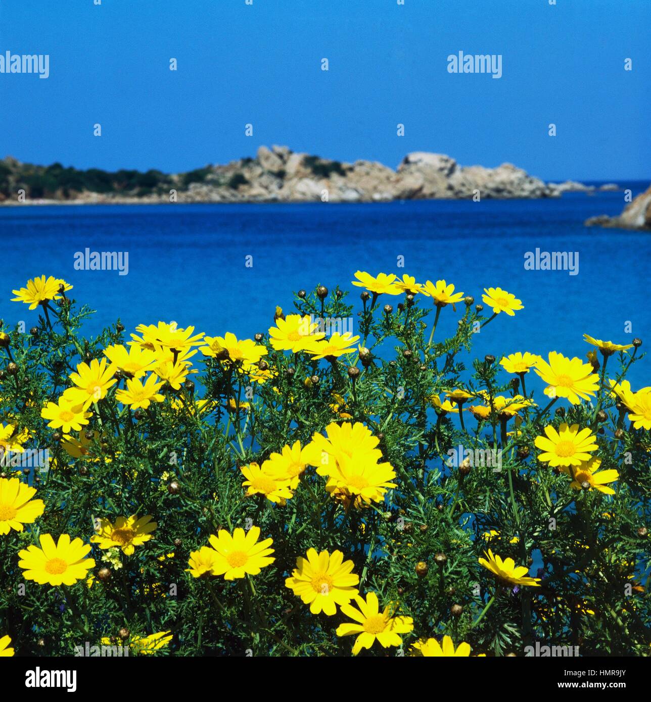 Corn marigold or Corn daisy (Chrysanthemum segetum or Glebionis segetum ...