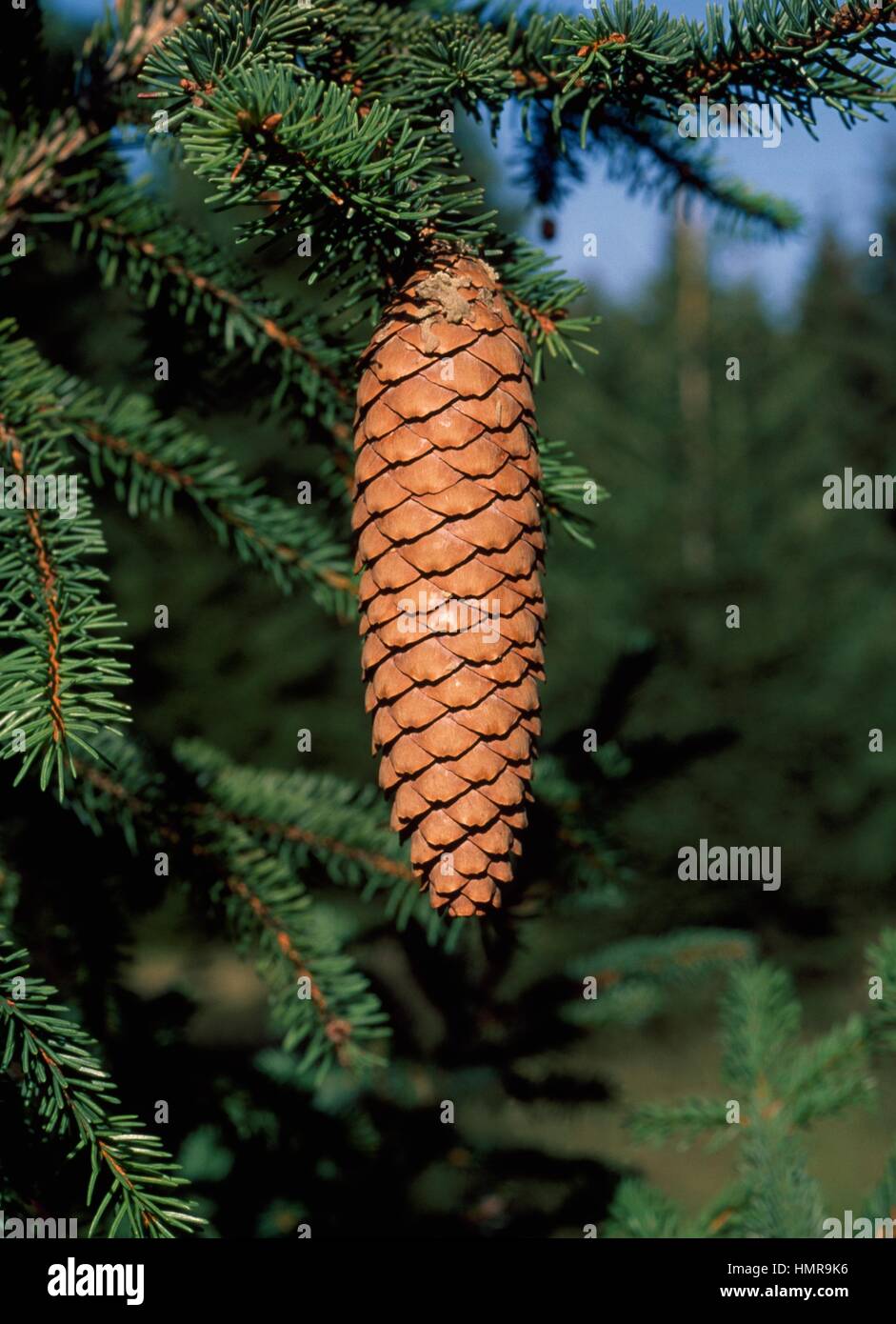 Norway spruce pine cone hi-res stock photography and images - Alamy