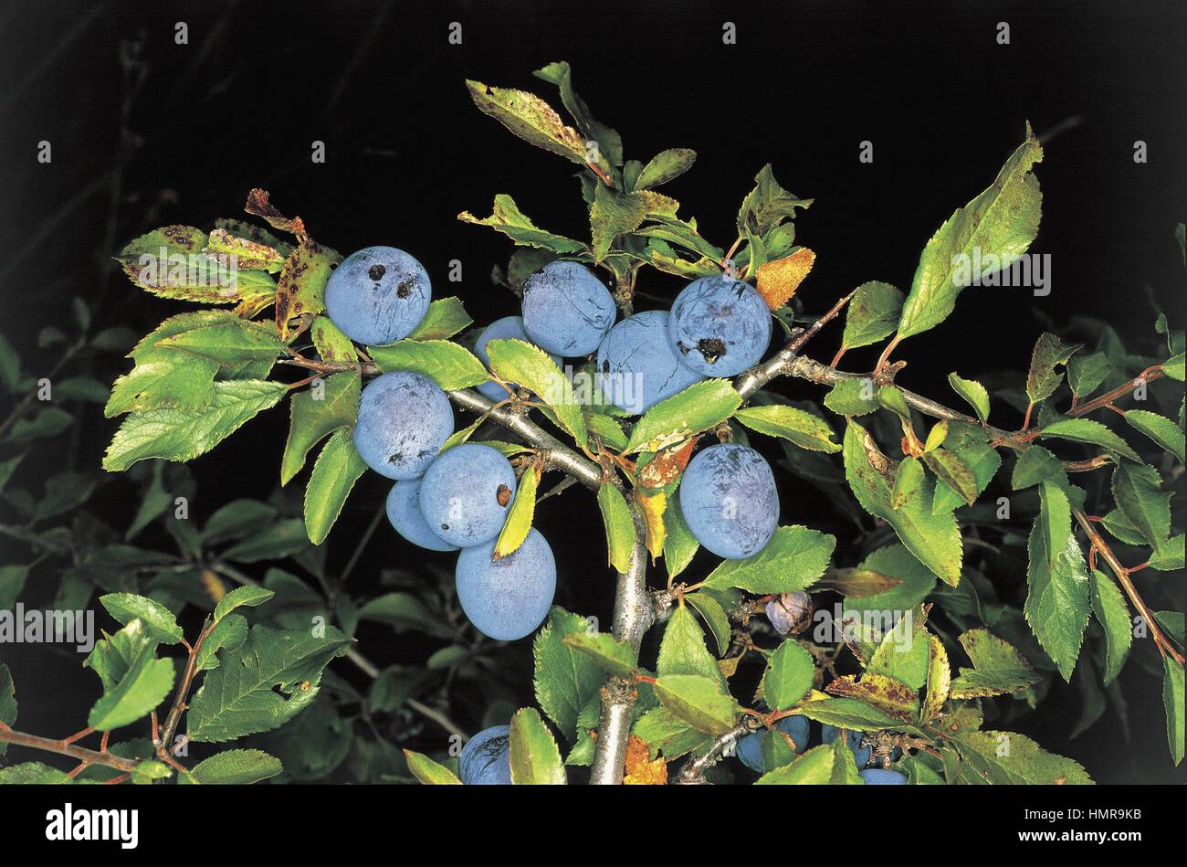 Botany - Trees - Rosaceae. Blackthorn (Prunus spinosa). Fruits Stock ...