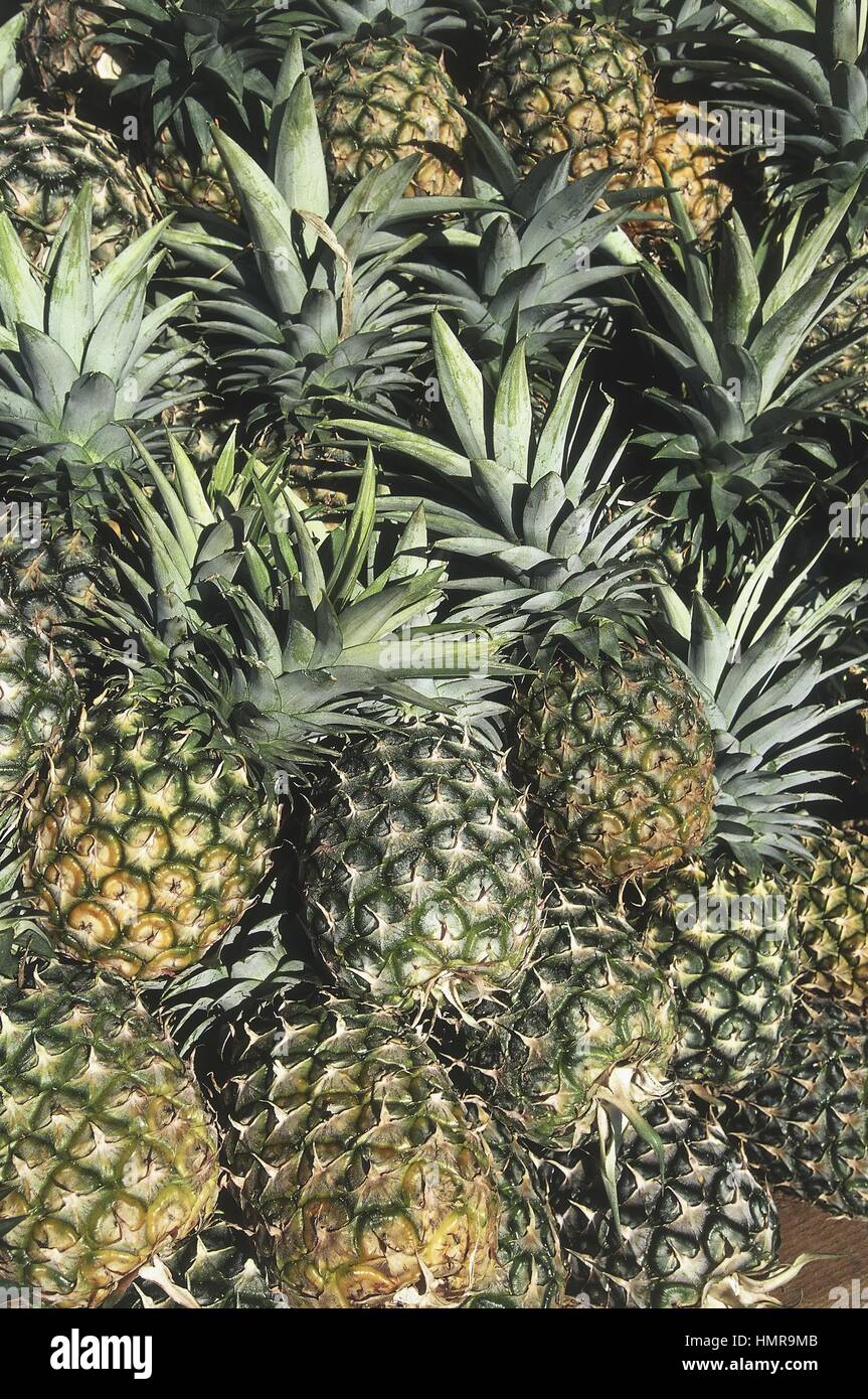 Botany - Pineapples (fruits) - The Caribbean Stock Photo - Alamy