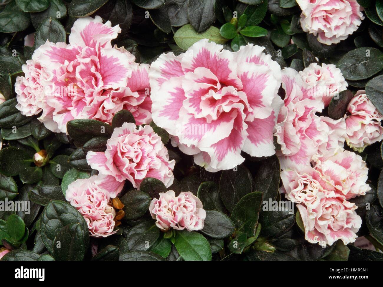 Indian azalea (Rhododendron simsii or Rhododendron indicum), Ericaceae ...