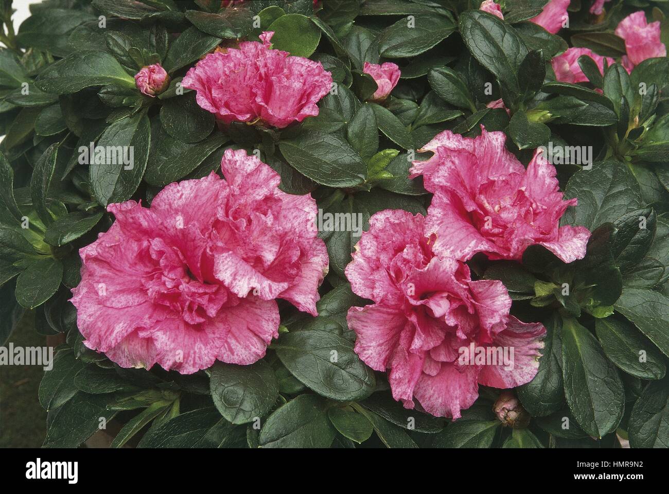 Botany - Ericaceae. Indian azalea (Rhododendron indicum Stock Photo - Alamy