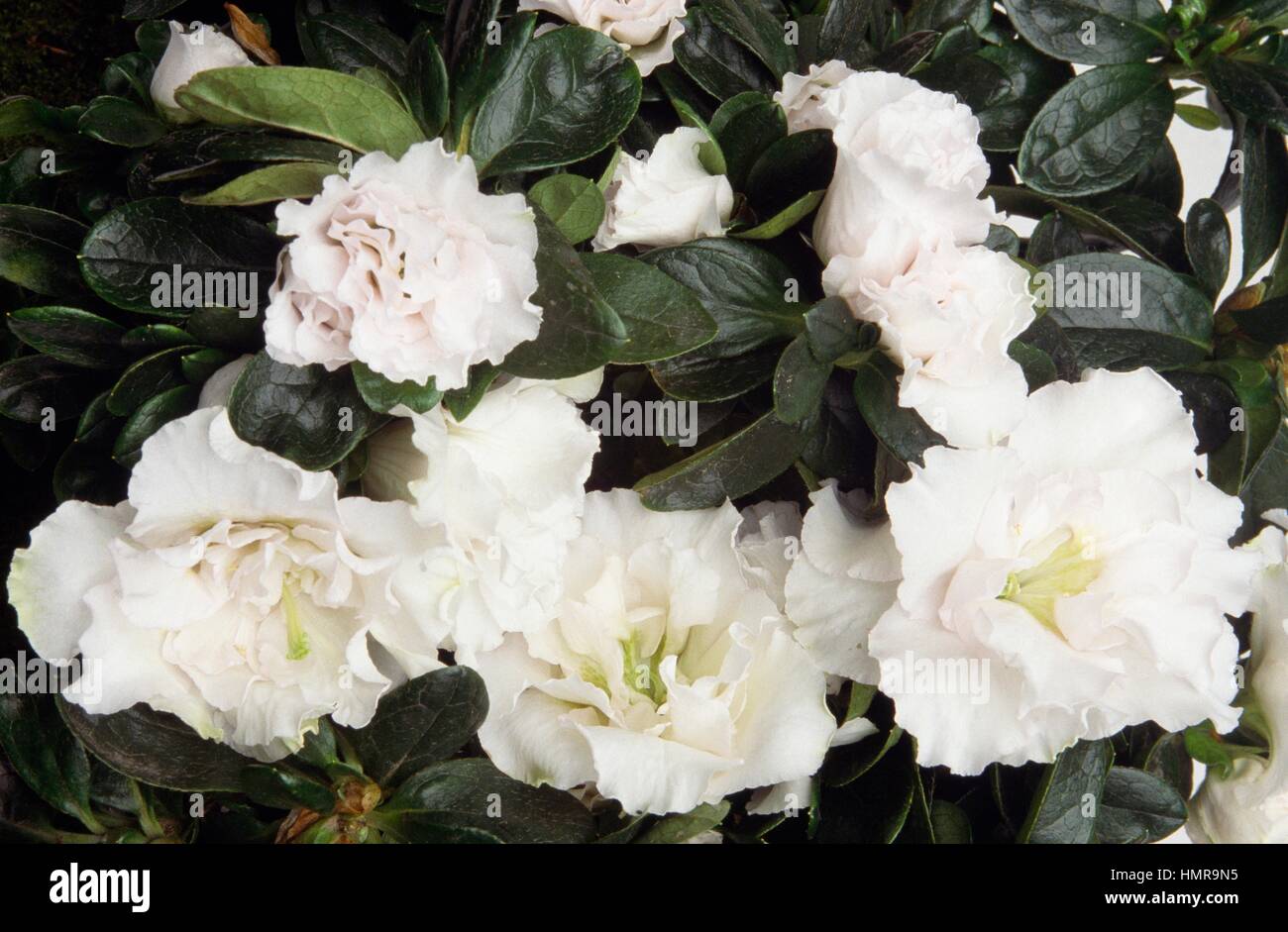 Indian azalea (Rhododendron simsii or Rhododendron indicum), Ericaceae ...