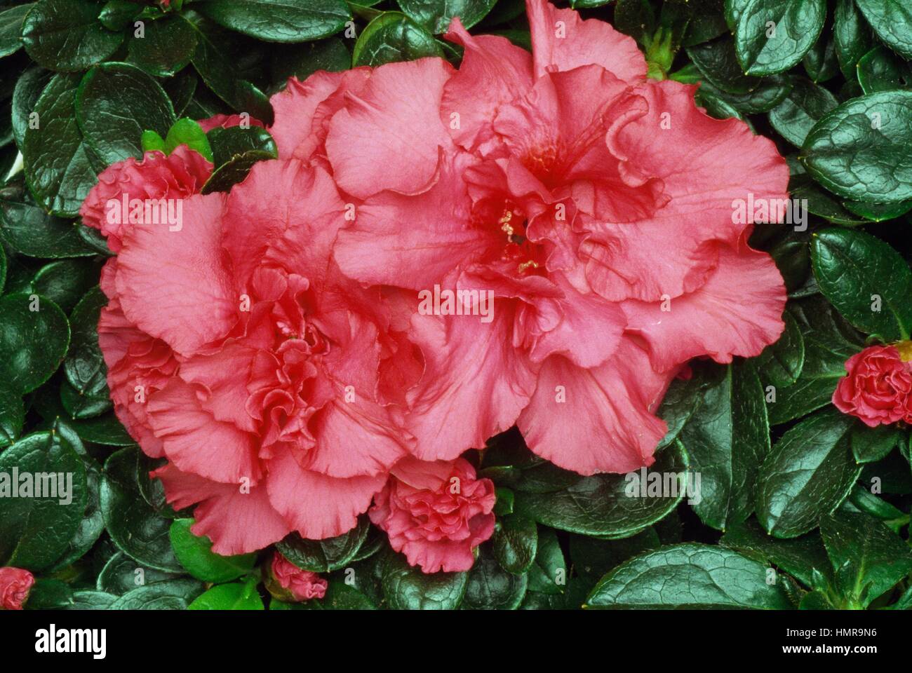 Indian azalea (Rhododendron simsii or Rhododendron indicum), Ericaceae ...