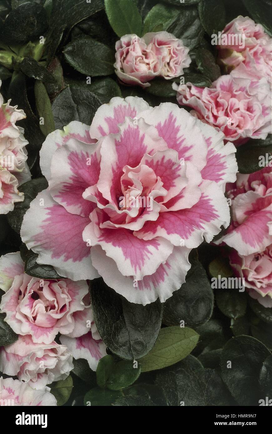 Botany - Ericaceae. Indian azalea (Rhododendron indicum Stock Photo - Alamy