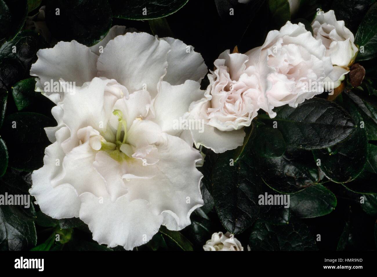 Indian azalea (Rhododendron simsii or Rhododendron indicum), Ericaceae ...