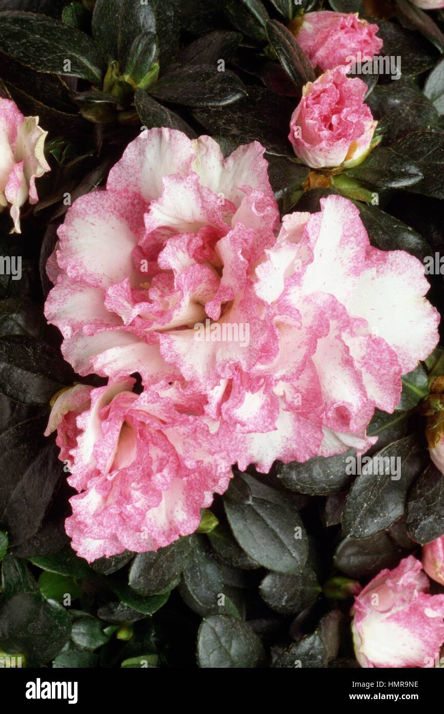 Indian azalea (Rhododendron simsii or Rhododendron indicum), Ericaceae ...