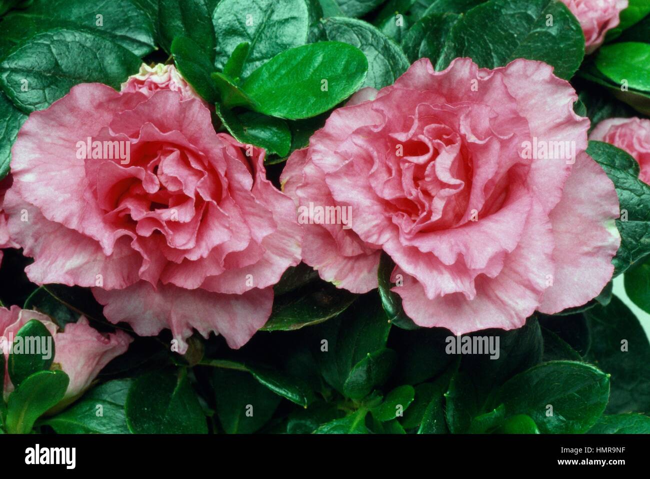 Indian azalea (Rhododendron simsii or Rhododendron indicum), Ericaceae ...