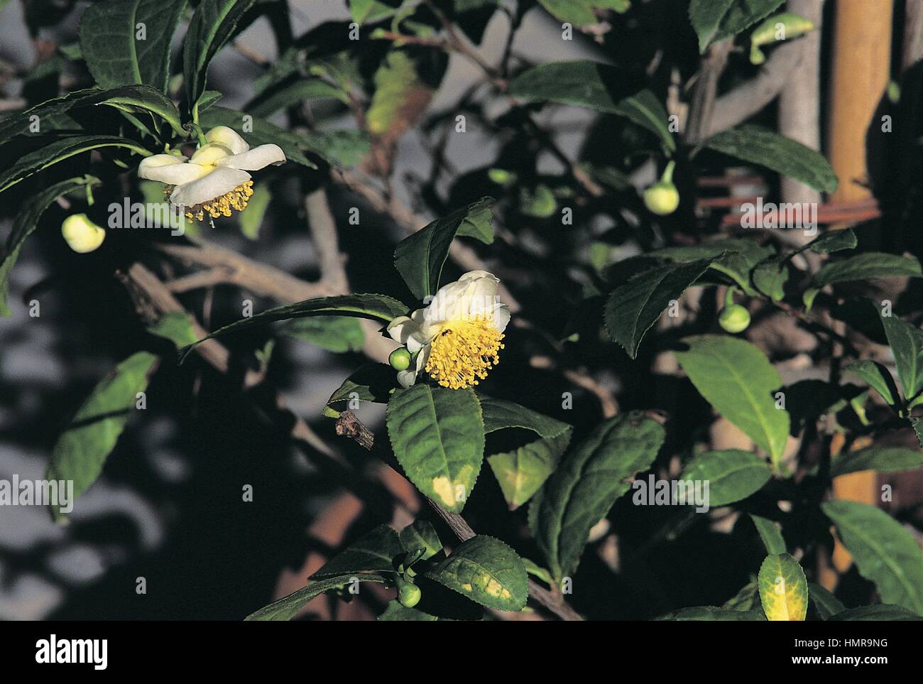 Botany - Theaceae. Tea (Camellia sinensis). Flowers Stock Photo - Alamy