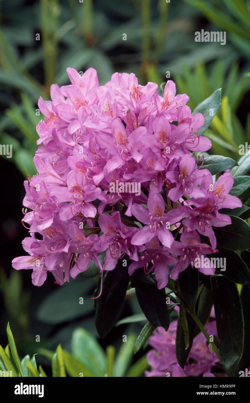 Common rhododendron or Pontic rhododendron (Rhododendron ponticum ...