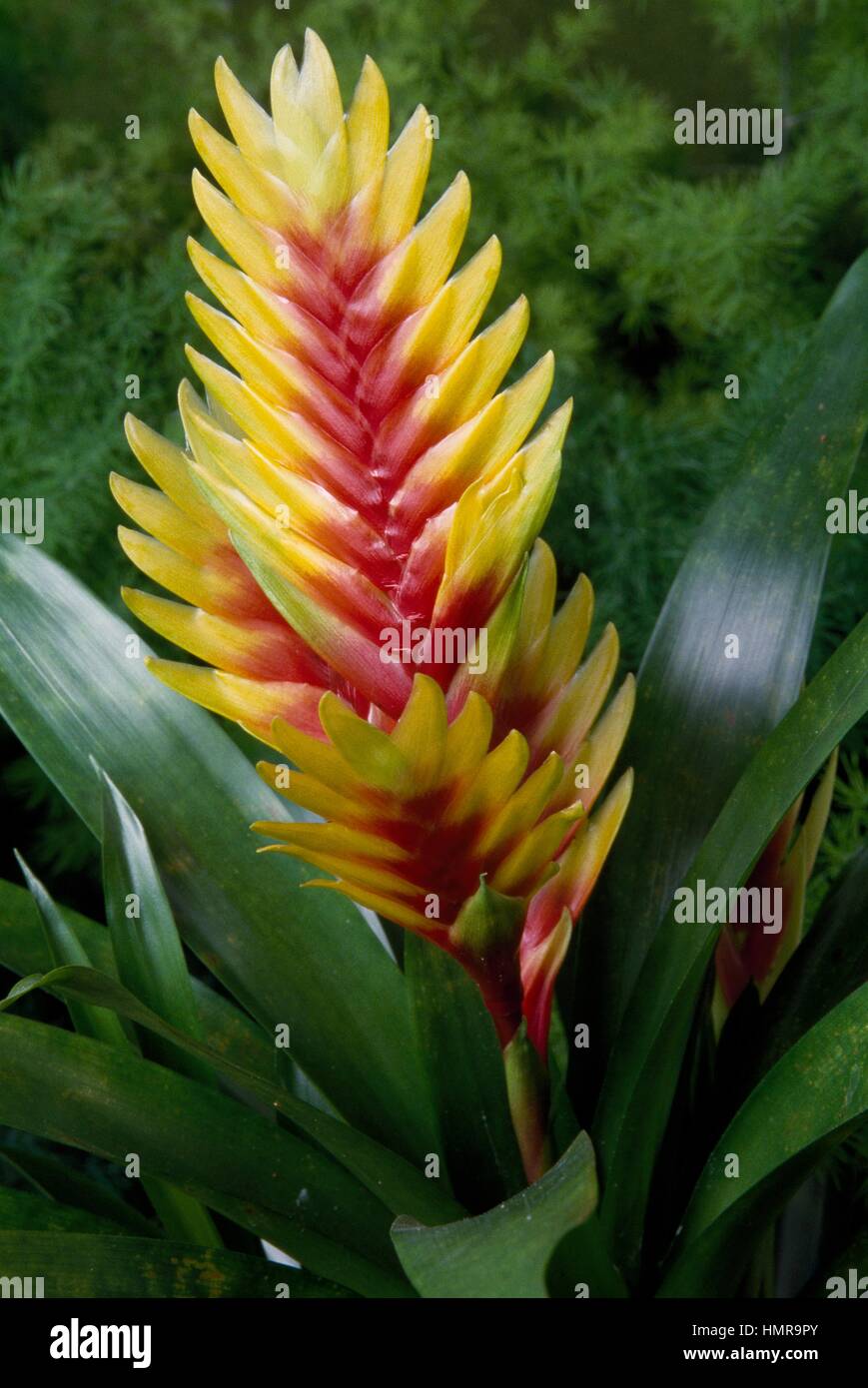 Vriesea bromeliaceae hi-res stock photography and images - Alamy