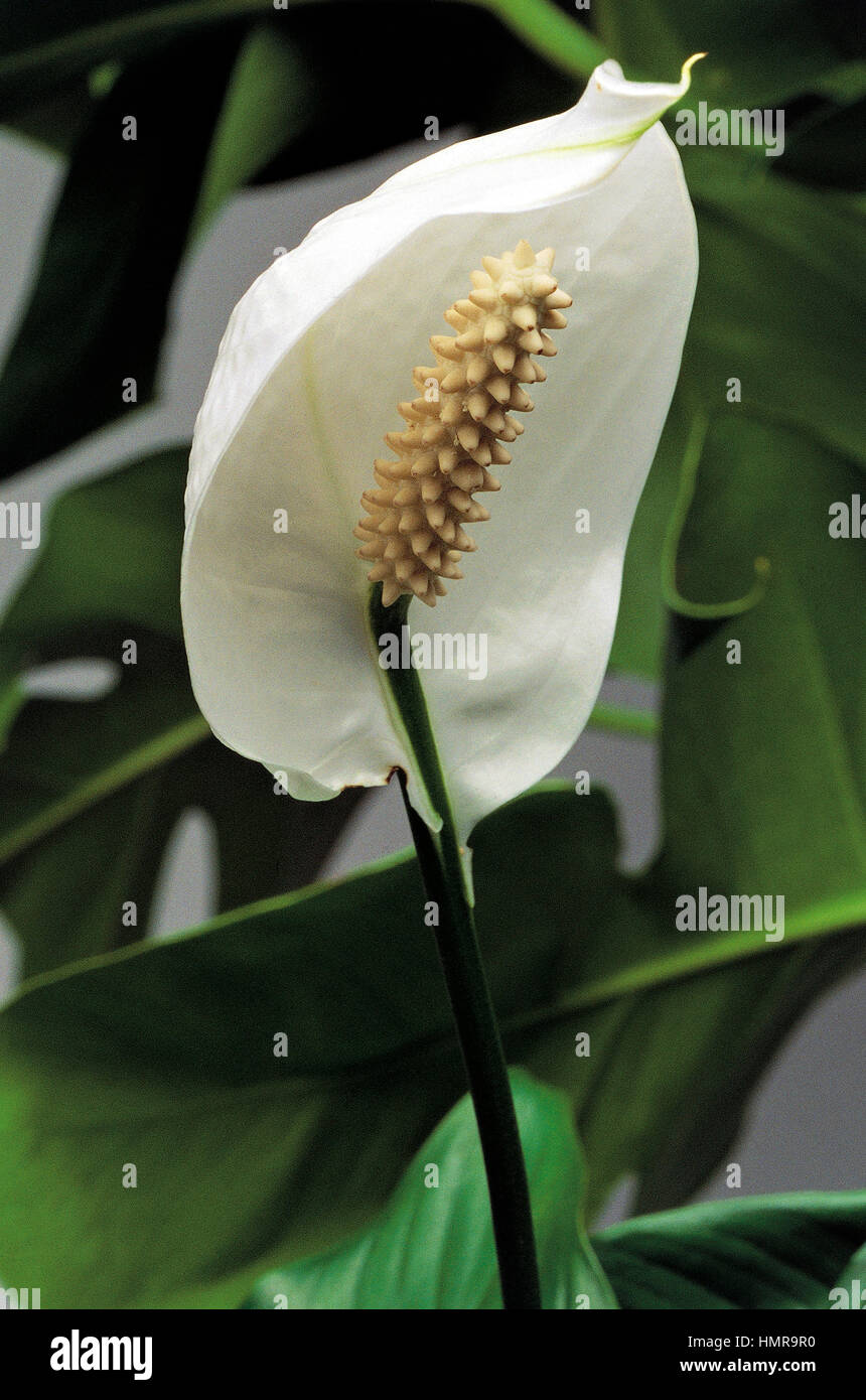 Spath or Peace Lily (Spathiphyllum sp), Araceae Stock Photo - Alamy Spath or Peace Lily (Spathiphyllum sp), Araceae Stock Photo - Alamy