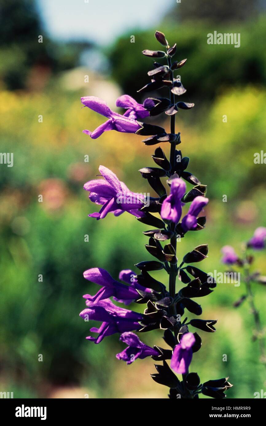 Anise-scented sage or Hummingbird sage in bloom (Salvia guaranitica ...