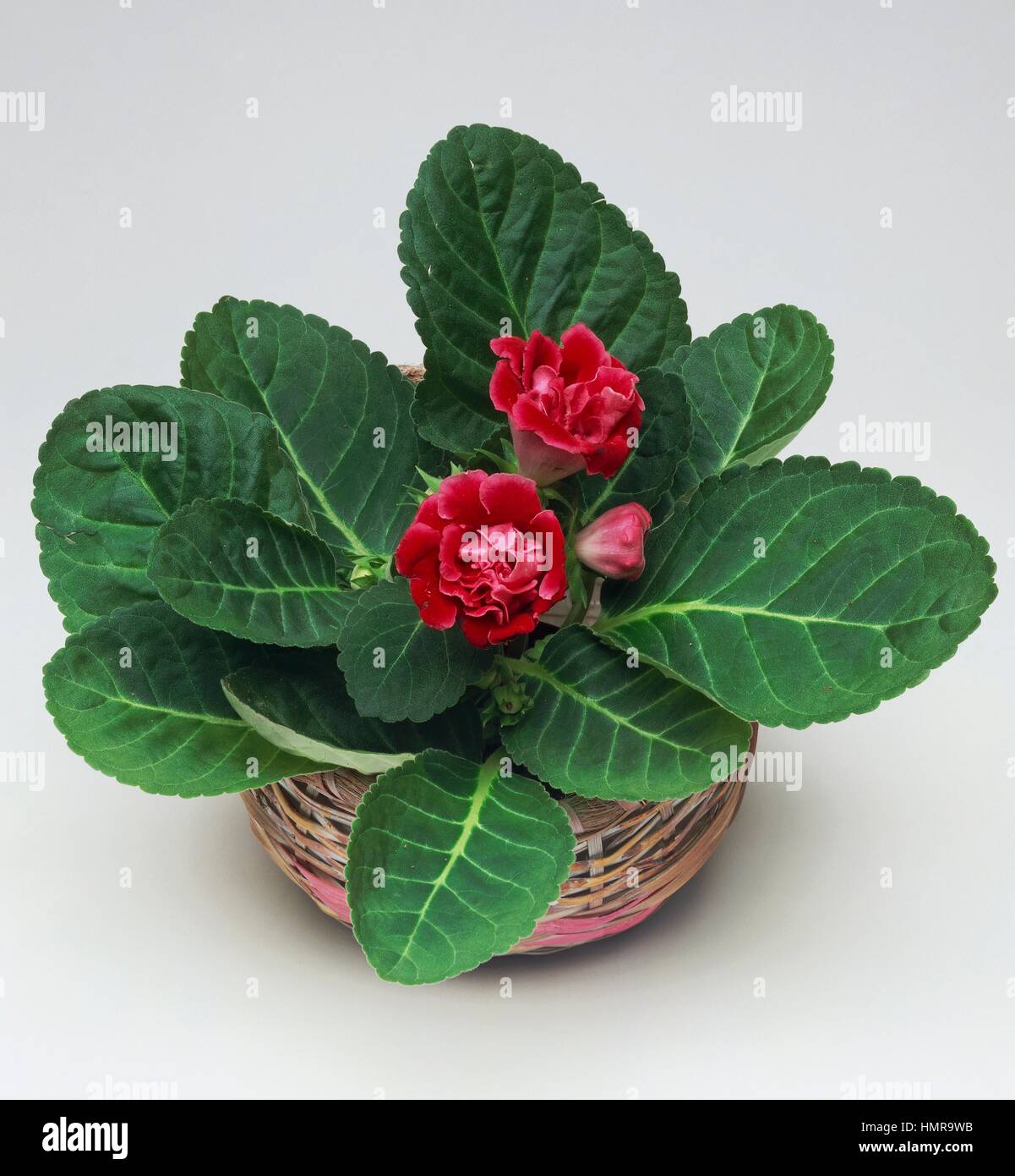 Florist's gloxinia (Sinningia speciosa), Gesneriaceae Stock Photo - Alamy