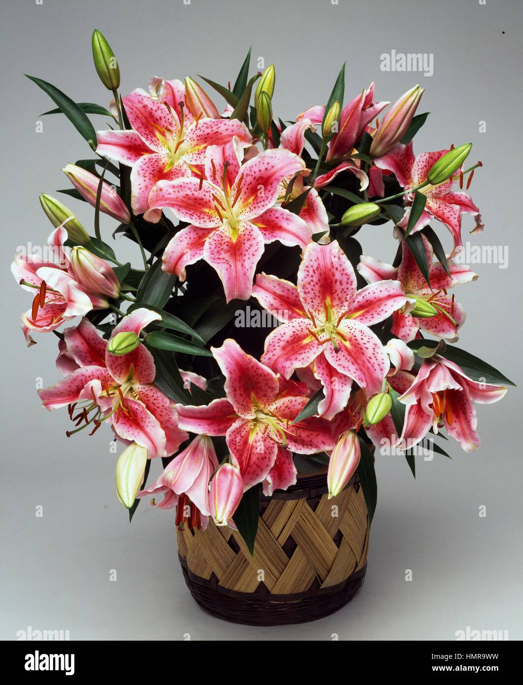Stargazer lily (Lilium stargazer),Liliaceae Stock Photo - Alamy