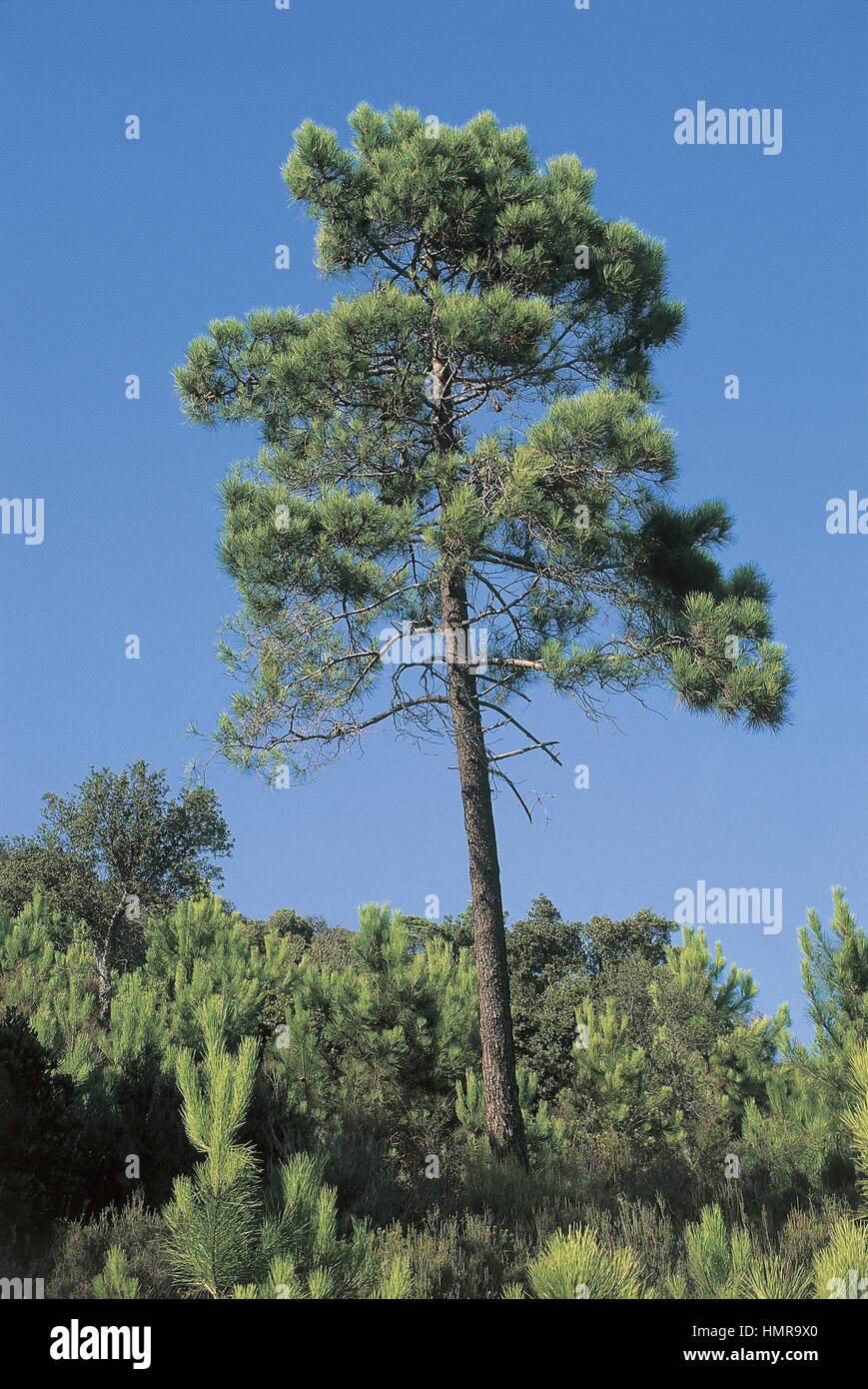 Botany - Trees - Pinaceae. Maritime pine (Pinus pinaster Stock Photo ...