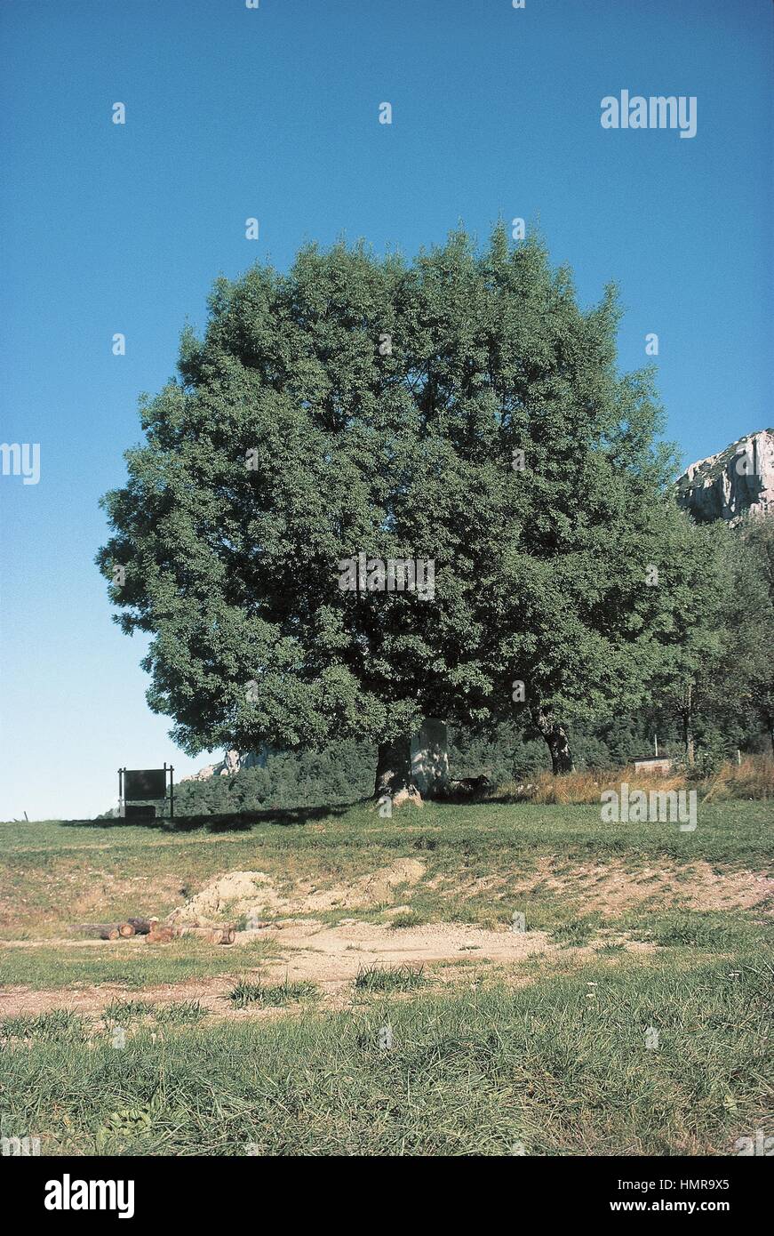 Botany - Trees - Oleaceae. European ash (Fraxinus excelsior Stock Photo ...