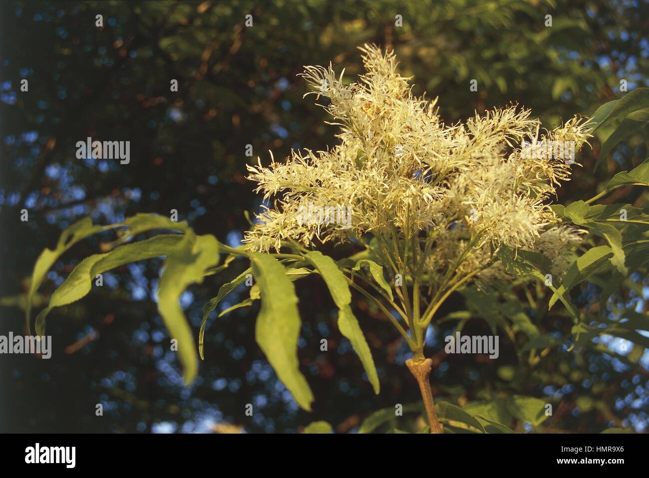 Botany - Trees - Oleaceae. Flowering ash (Fraxinus ornus). Flower Stock ...
