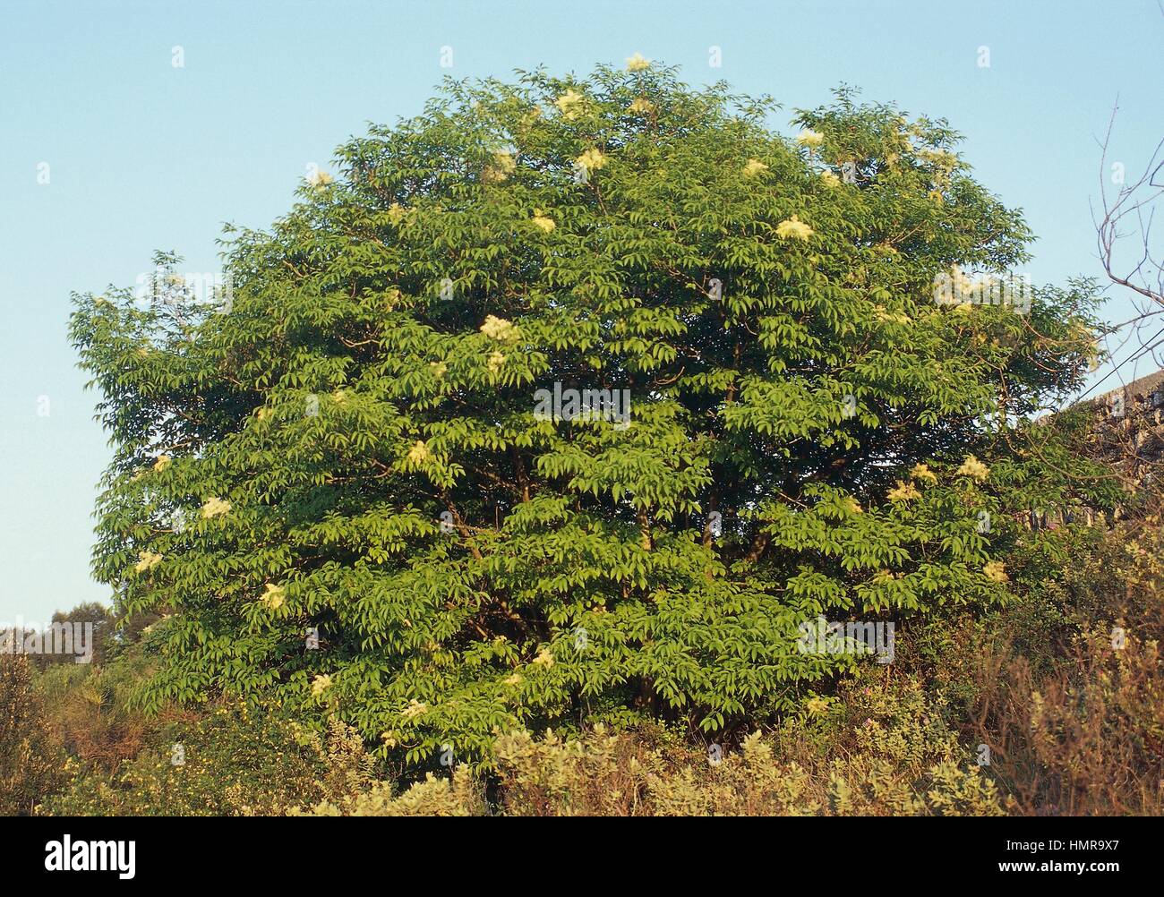 The Manna Ash or Flowering Ash (Fraxinus ornus), Oleaceae Stock Photo ...