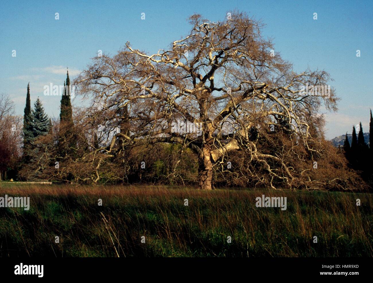 Platanus sp hi-res stock photography and images - Alamy