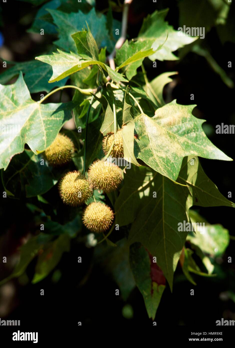 Plane leaves and fruit (Platanus sp), Platanaceae Stock Photo - Alamy