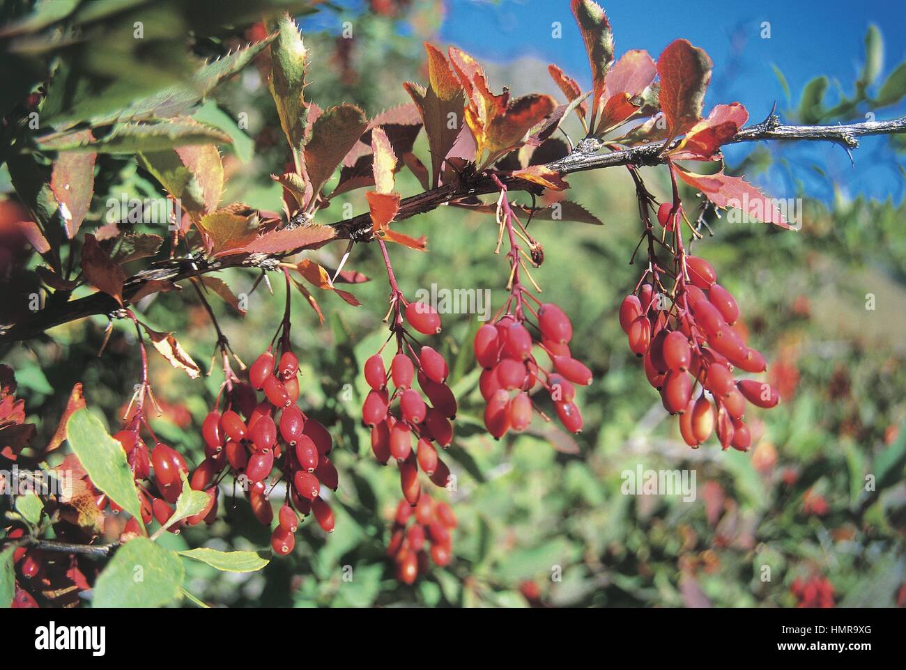 Botany - Trees - Berberidaceae. Common barberry (Berberis vulgaris ...