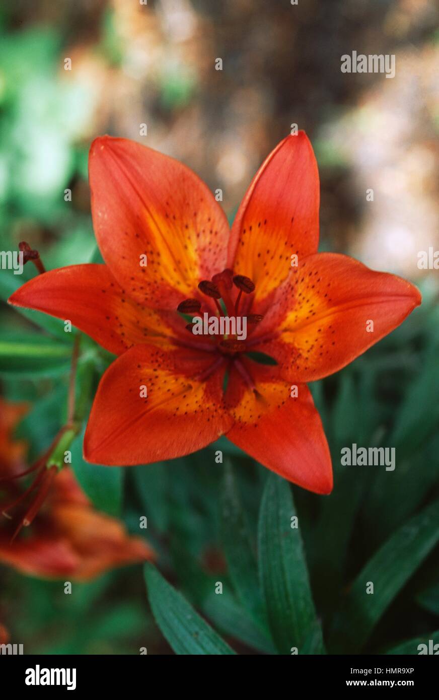 Lily on fire hi-res stock photography and images - Alamy