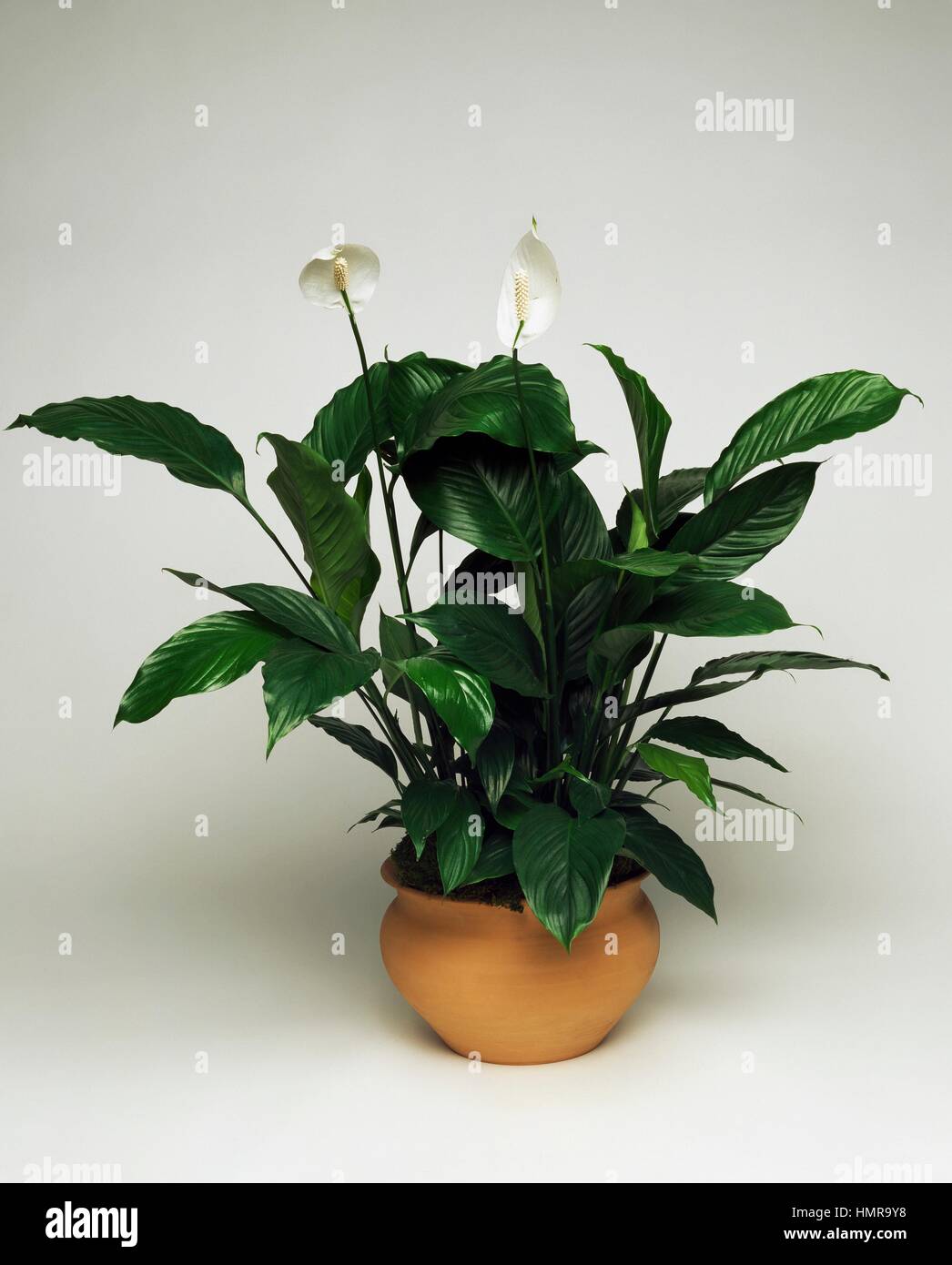 Spathe flower (Spathiphyllum sp), Araceae Stock Photo - Alamy
