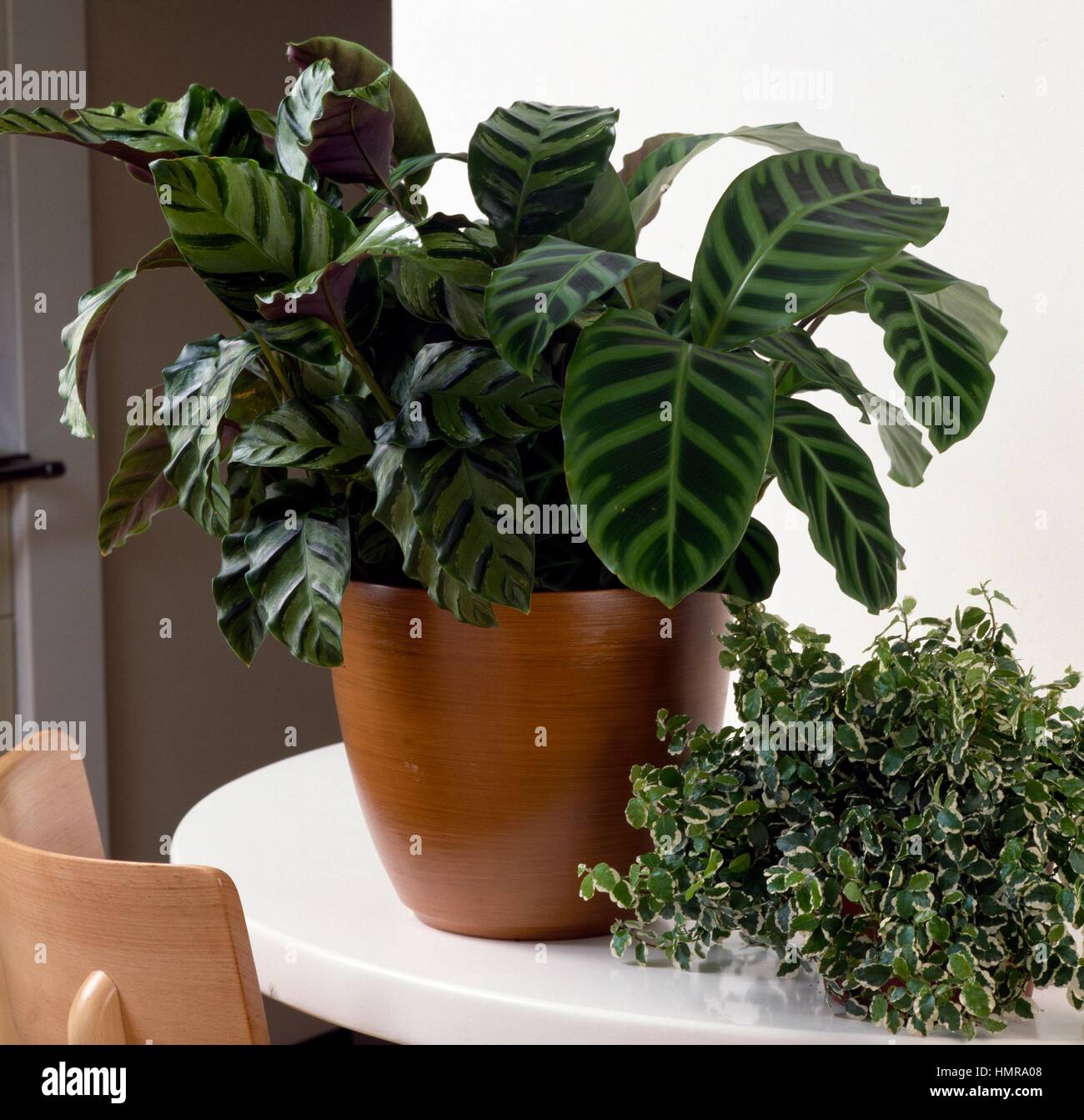 Calathea zebra hi-res stock photography and images - Alamy
