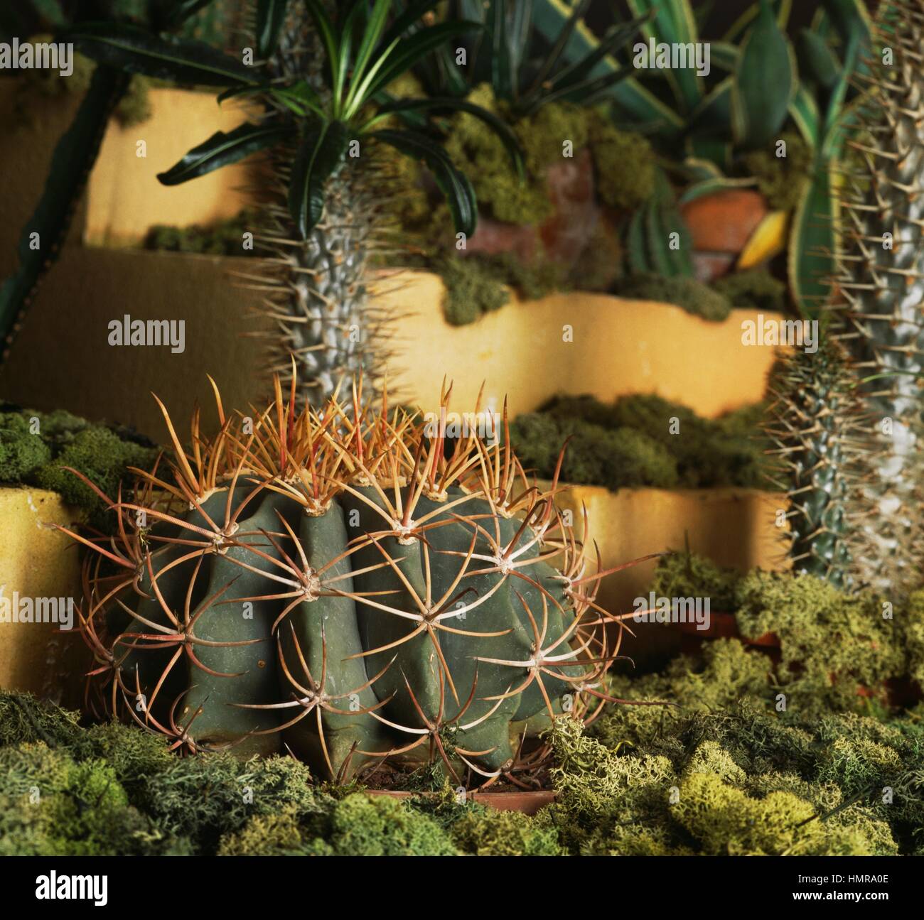 Emory's barrel cactus (Ferocactus emoryi), Cactaceae Stock Photo - Alamy