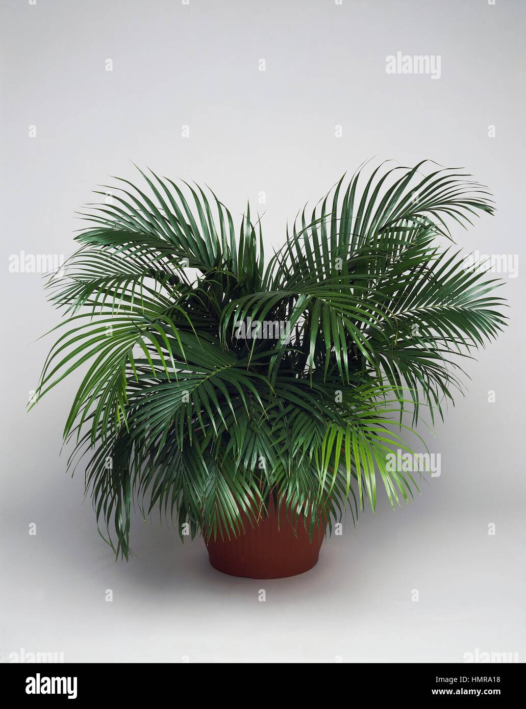 Golden butterfly palm or Madagascar Palm (Areca lutescens or Dypsis ...