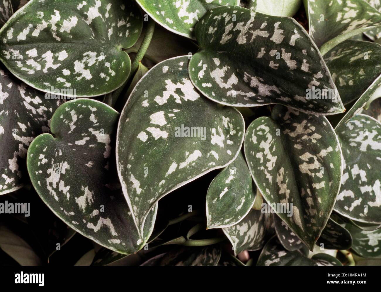 Satin pothos hi-res stock photography and images - Alamy