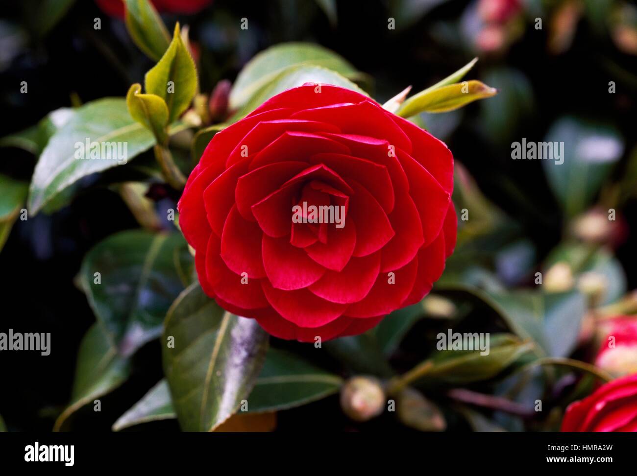 Japanese camellia (Camellia japonica), Theaceae Stock Photo - Alamy