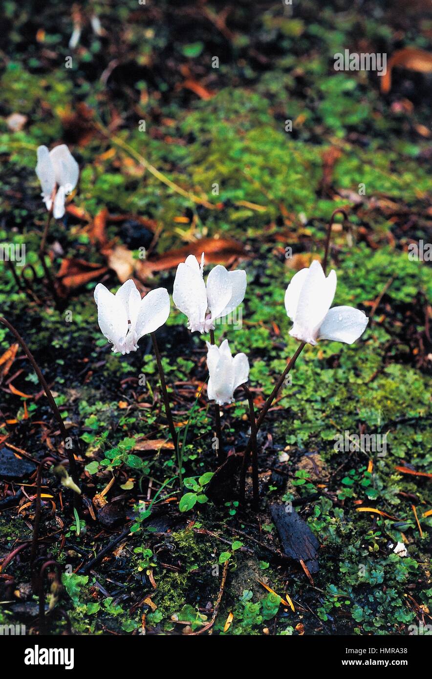 Florist's cyclamen (Cyclamen persicum), Primulaceae Stock Photo - Alamy