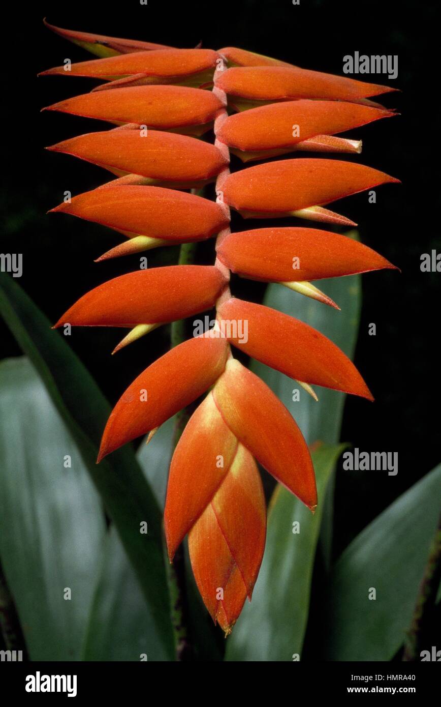 Vriesea vriesea sp hi-res stock photography and images - Alamy