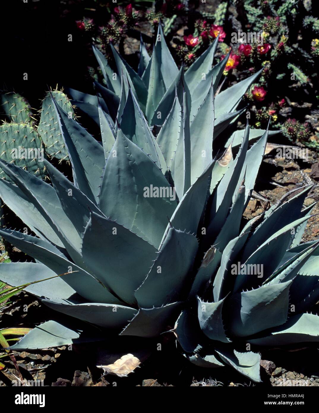 New Mexico agave or mescal (Agave neomexicana), Agavaceae Stock Photo ...