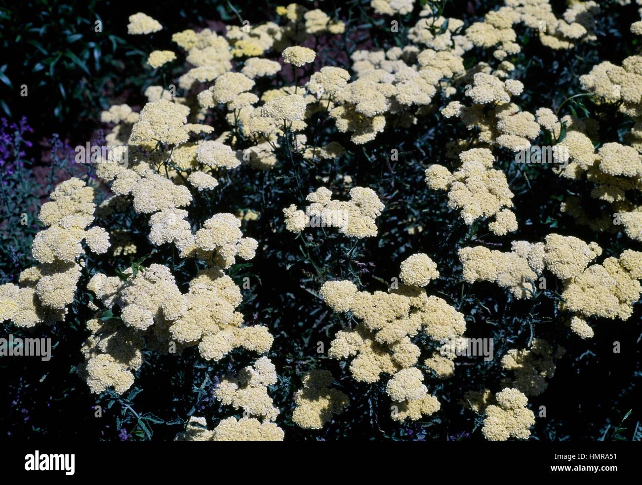 Pale yellow hi-res stock photography and images - Alamy