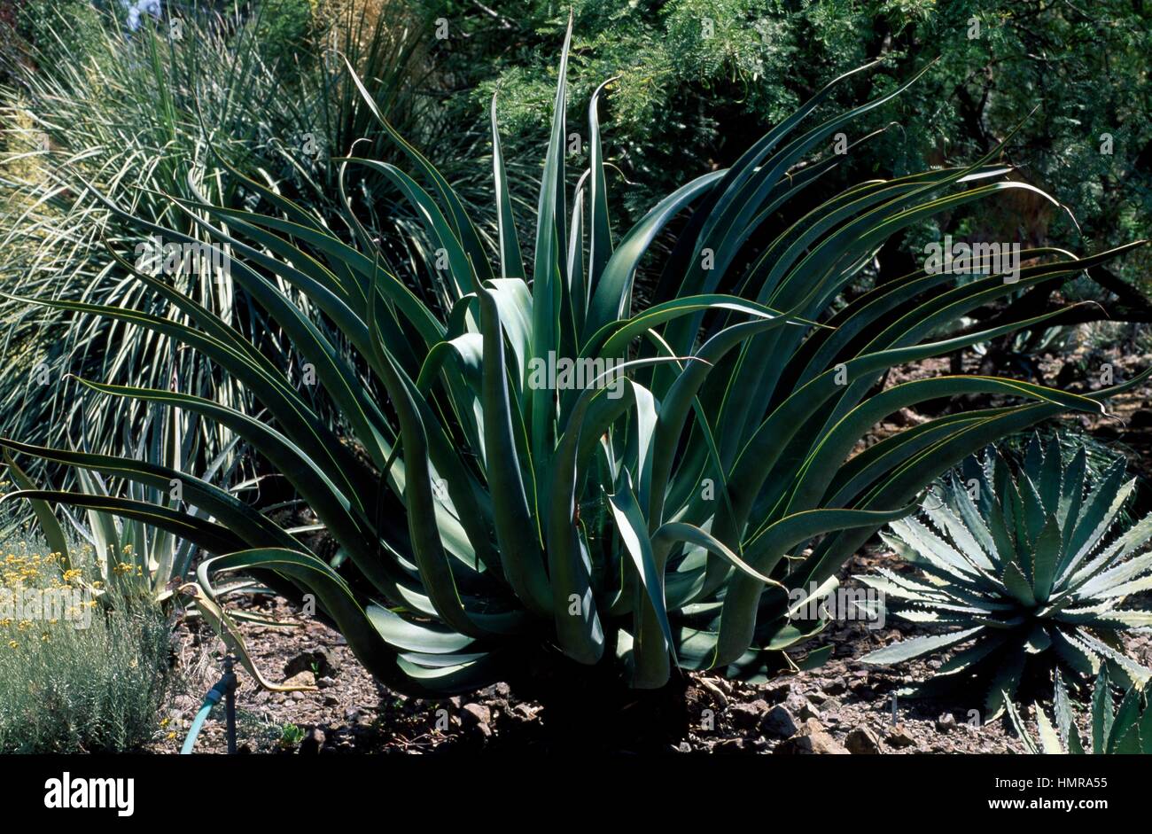 Octopus agave (Agave vilmoriniana), Agavaceae Stock Photo - Alamy