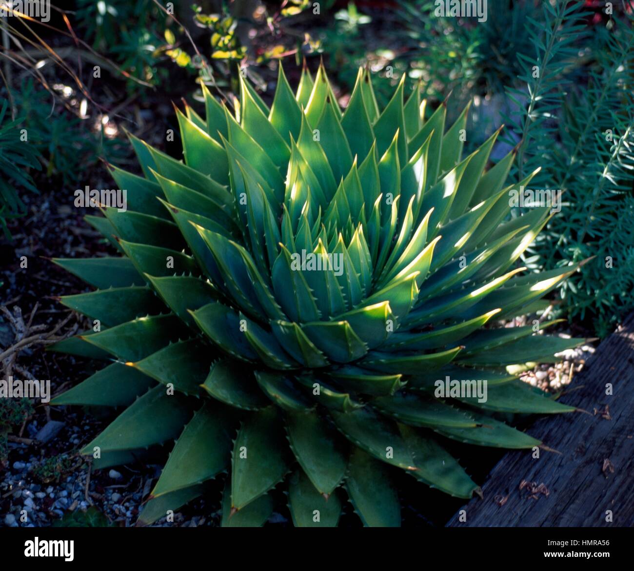 Aloe polyphylla spiral hi-res stock photography and images - Alamy