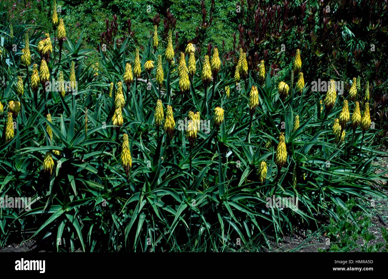 Hardy aloe or coral aloe (Aloe striatula), Liliaceae Stock Photo - Alamy
