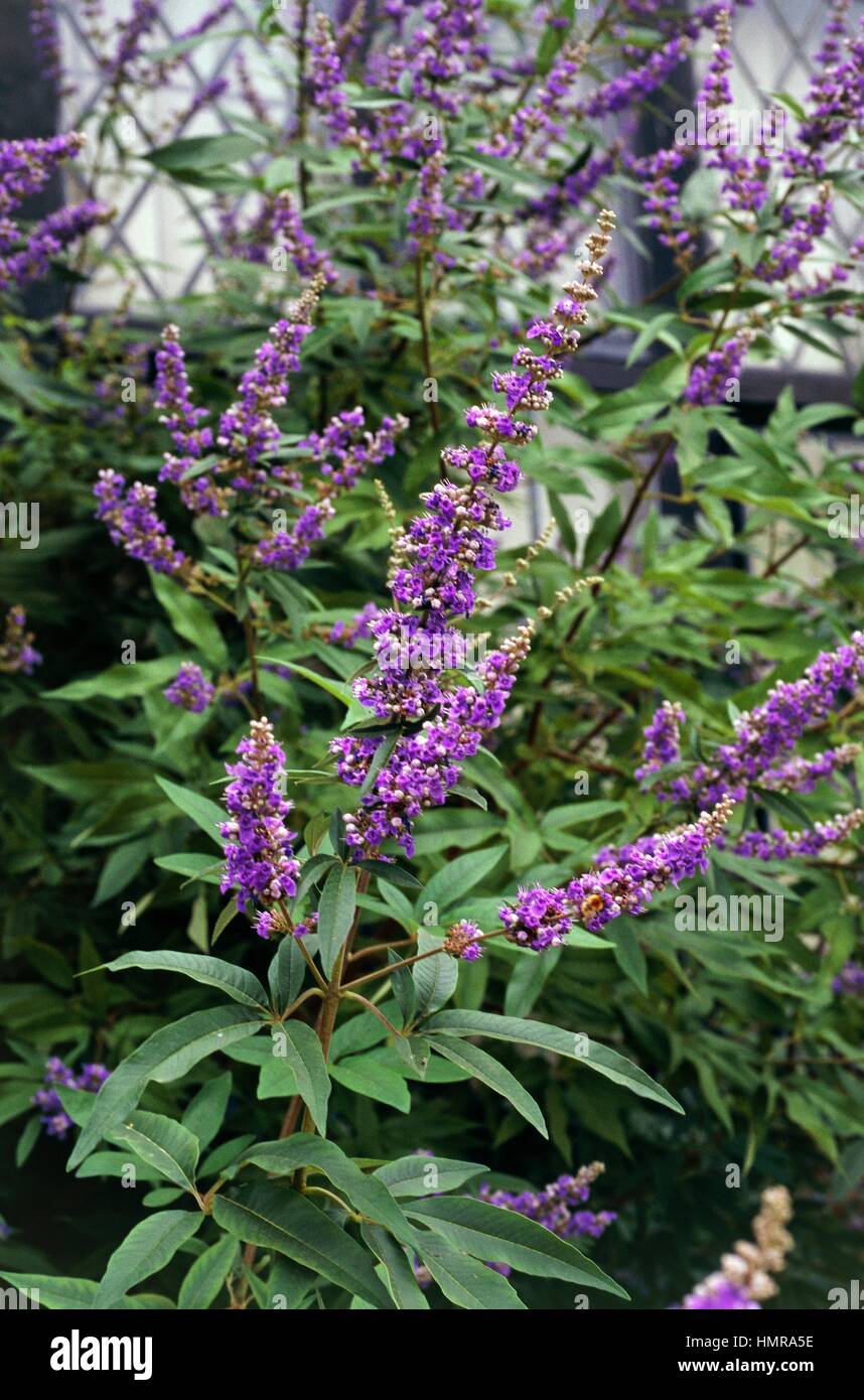 Butterfly Bush (Buddleja lindleyana), Scrophulariaceae Stock Photo - Alamy