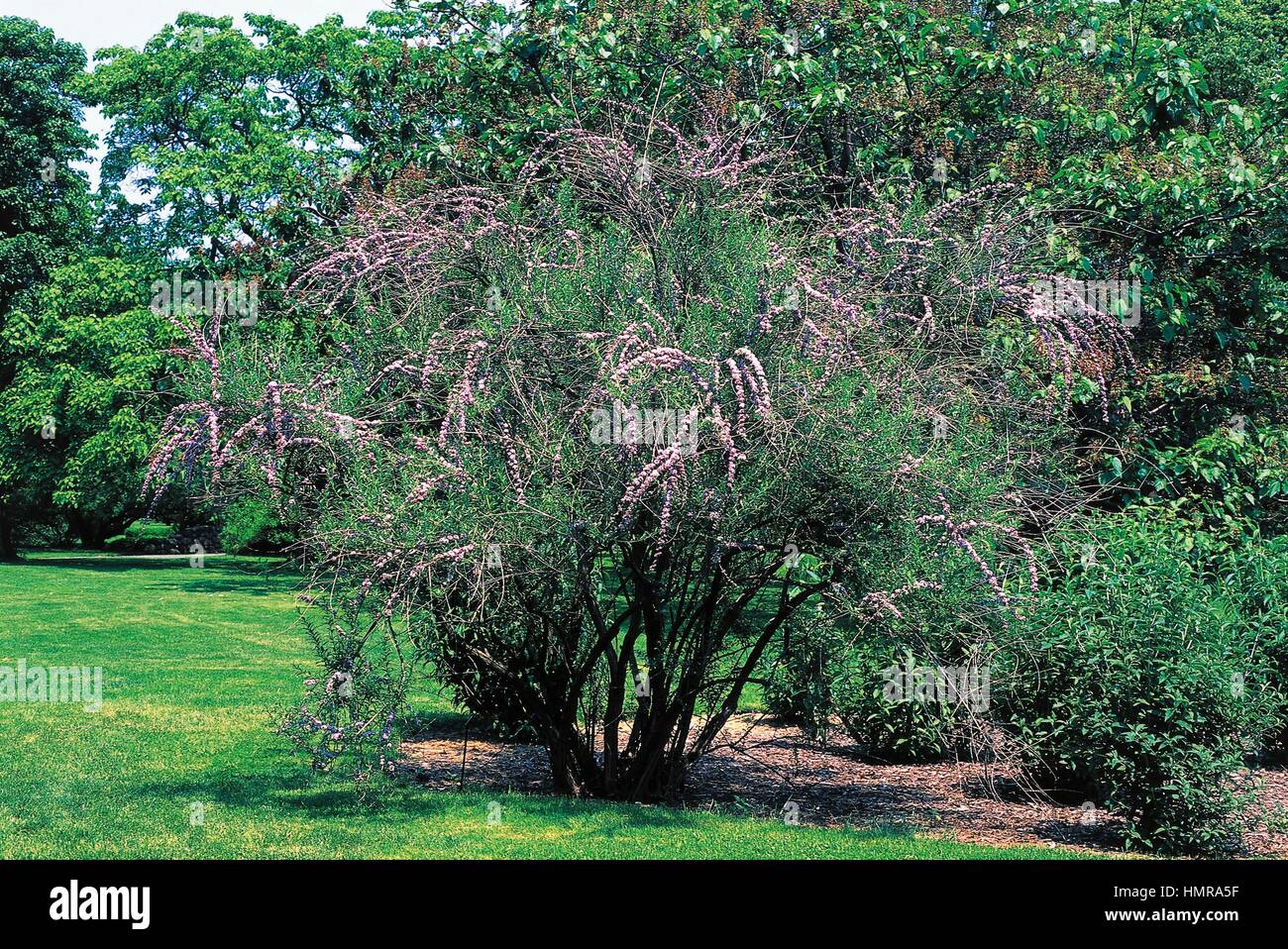 Buddleja alternifolia hi-res stock photography and images - Alamy