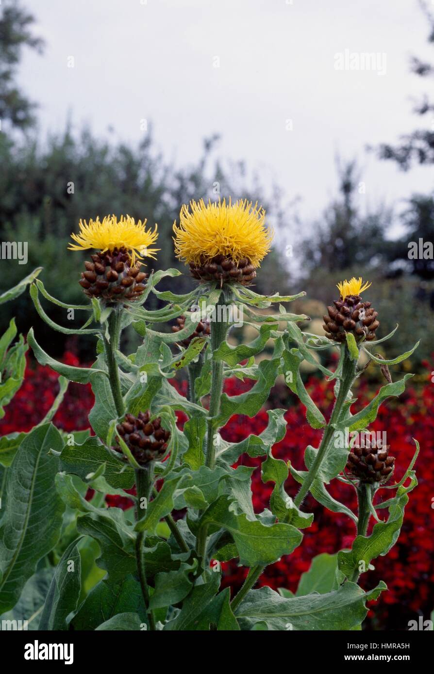 Giant knapweed hi-res stock photography and images - Alamy