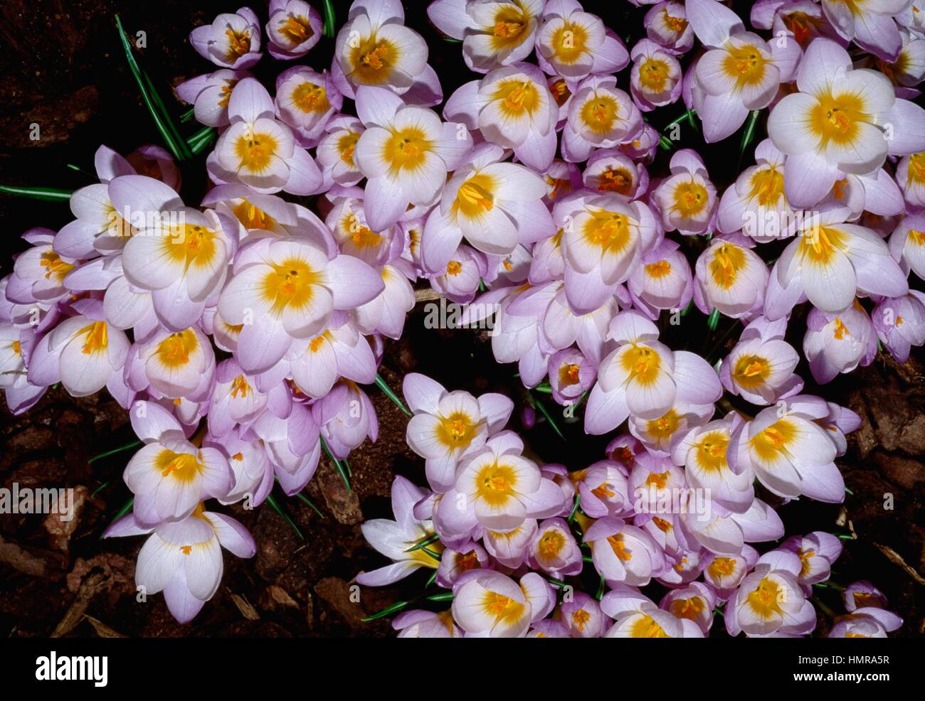 Crocus sieberi Firefly, Iridaceae Stock Photo - Alamy