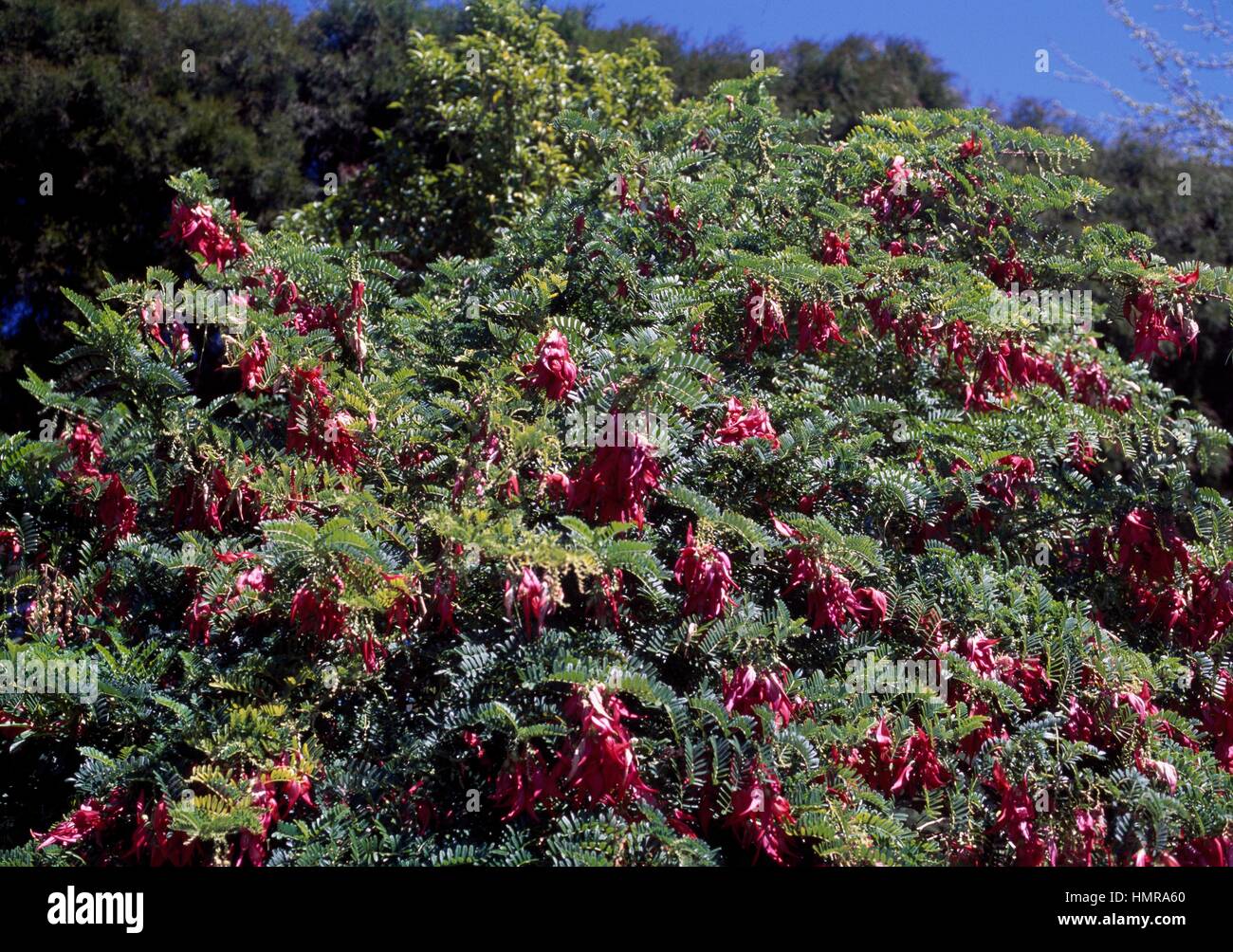 Glory-pea or Kaka Beak (Clianthus puniceus), Fabaceae Stock Photo - Alamy