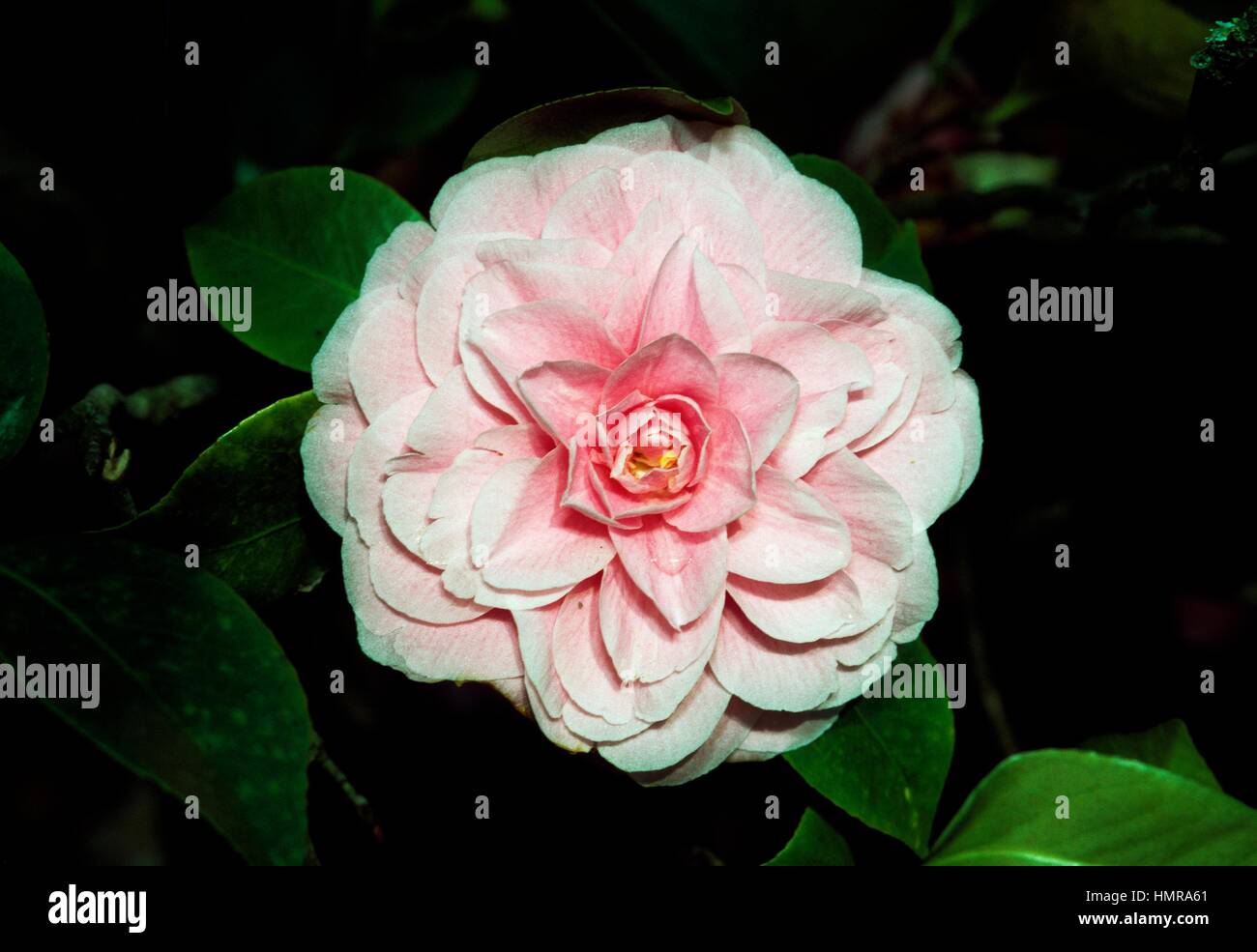 Tea (Camellia sp), Theaceae Stock Photo - Alamy