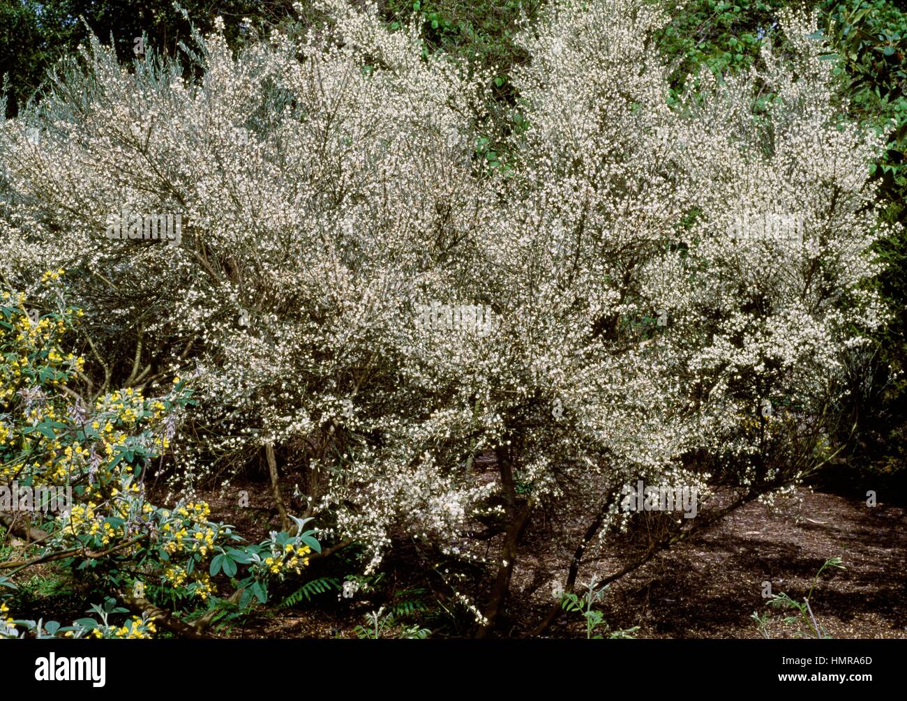 Spanish broom cytisus multiflorus hi-res stock photography and images ...