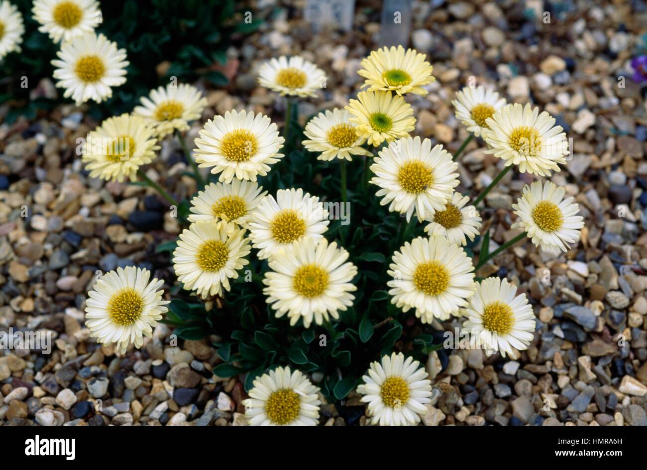 Fleabane (Erigeron aureus Canary Bird), Asteraceae Stock Photo - Alamy