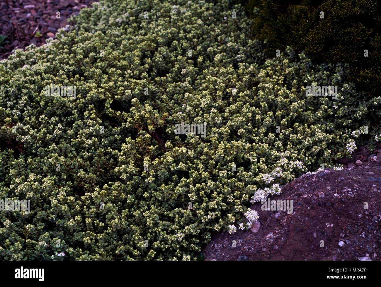 Hebe leiophylla, Plantaginaceae Stock Photo - Alamy