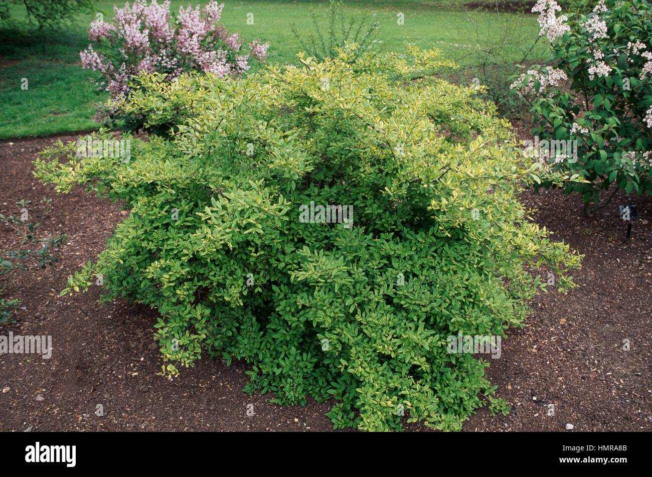 Border privet ligustrum obtusifolium hi-res stock photography and ...